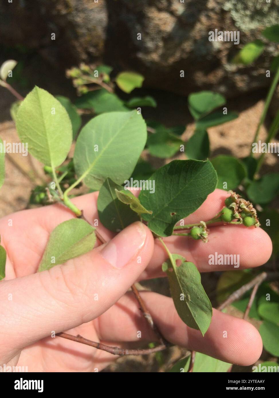 Low Serviceberry (Amelanchier humilis Stock Photo - Alamy