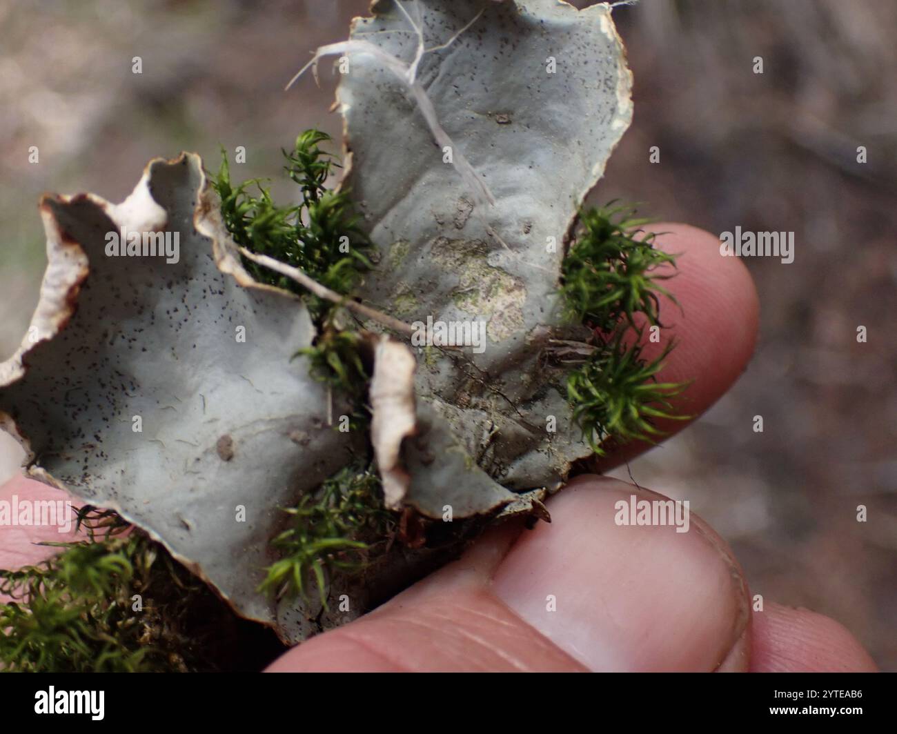 dog pelt lichen (Peltigera canina Stock Photo - Alamy