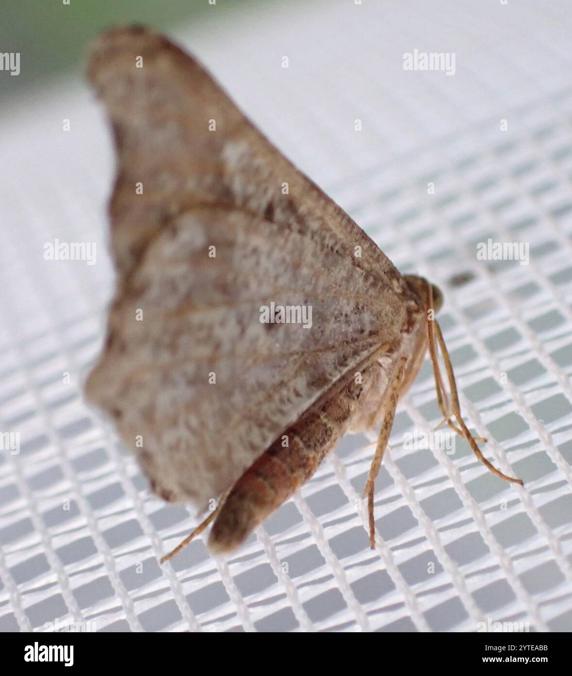 Sharp-angled Peacock Moth (Macaria alternata Stock Photo - Alamy