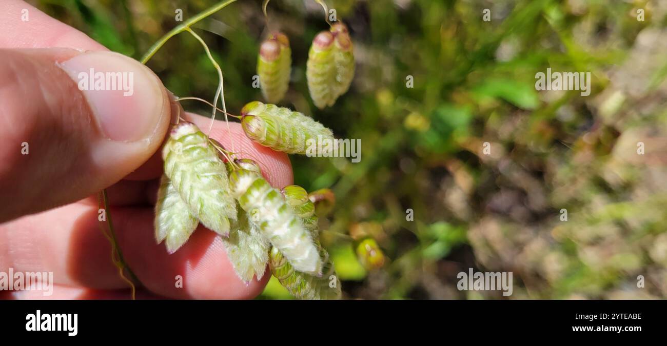 Greater Quaking Grass (Briza maxima Stock Photo - Alamy