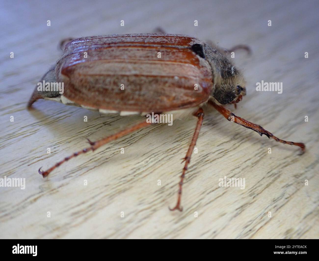Common Cockchafer (Melolontha melolontha Stock Photo - Alamy