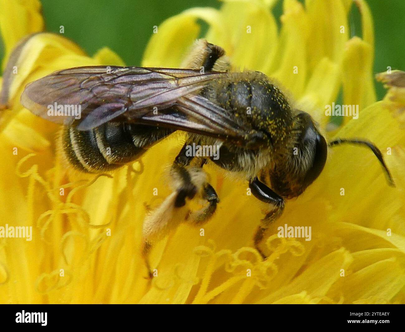 Mining Bees (Andrena Stock Photo - Alamy