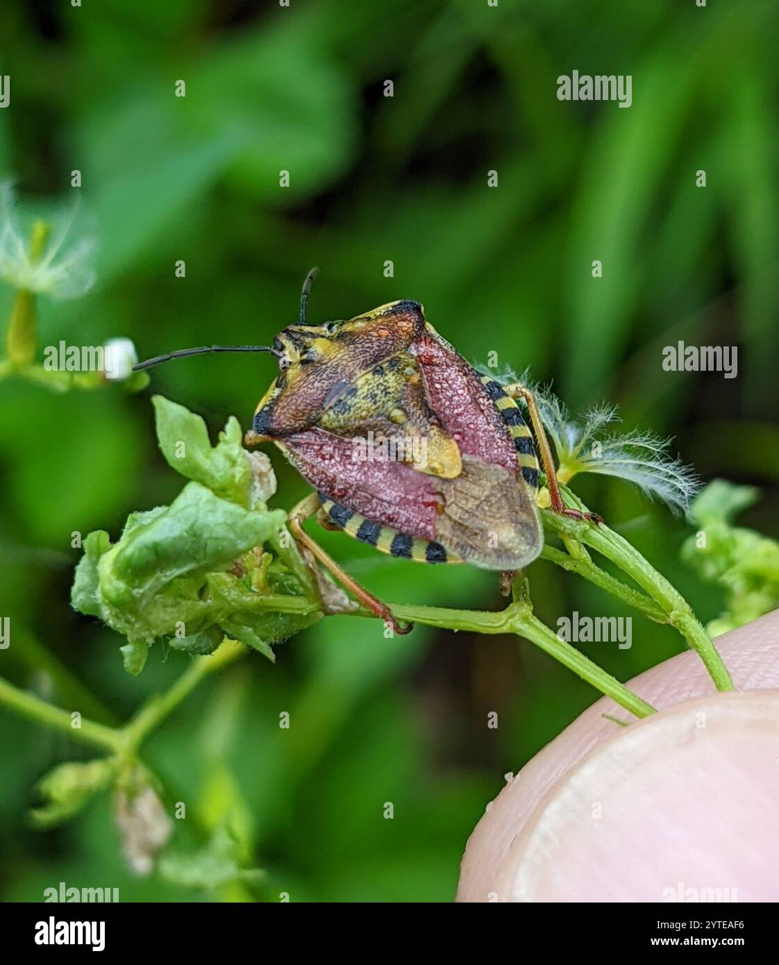 Black-shouldered Shieldbug (Carpocoris purpureipennis Stock Photo - Alamy