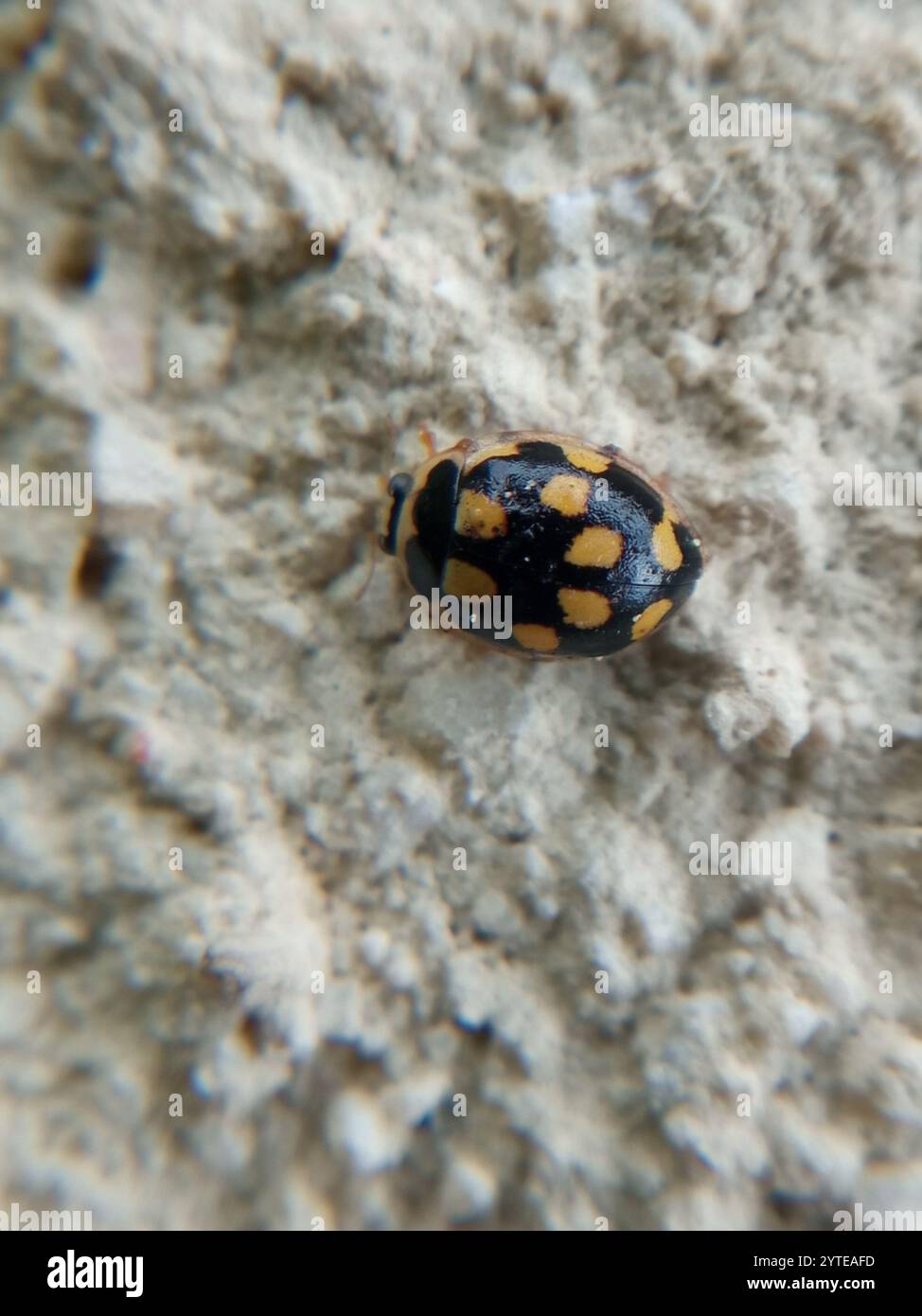 Fourteen-spotted Lady Beetle (Propylea quatuordecimpunctata Stock Photo ...