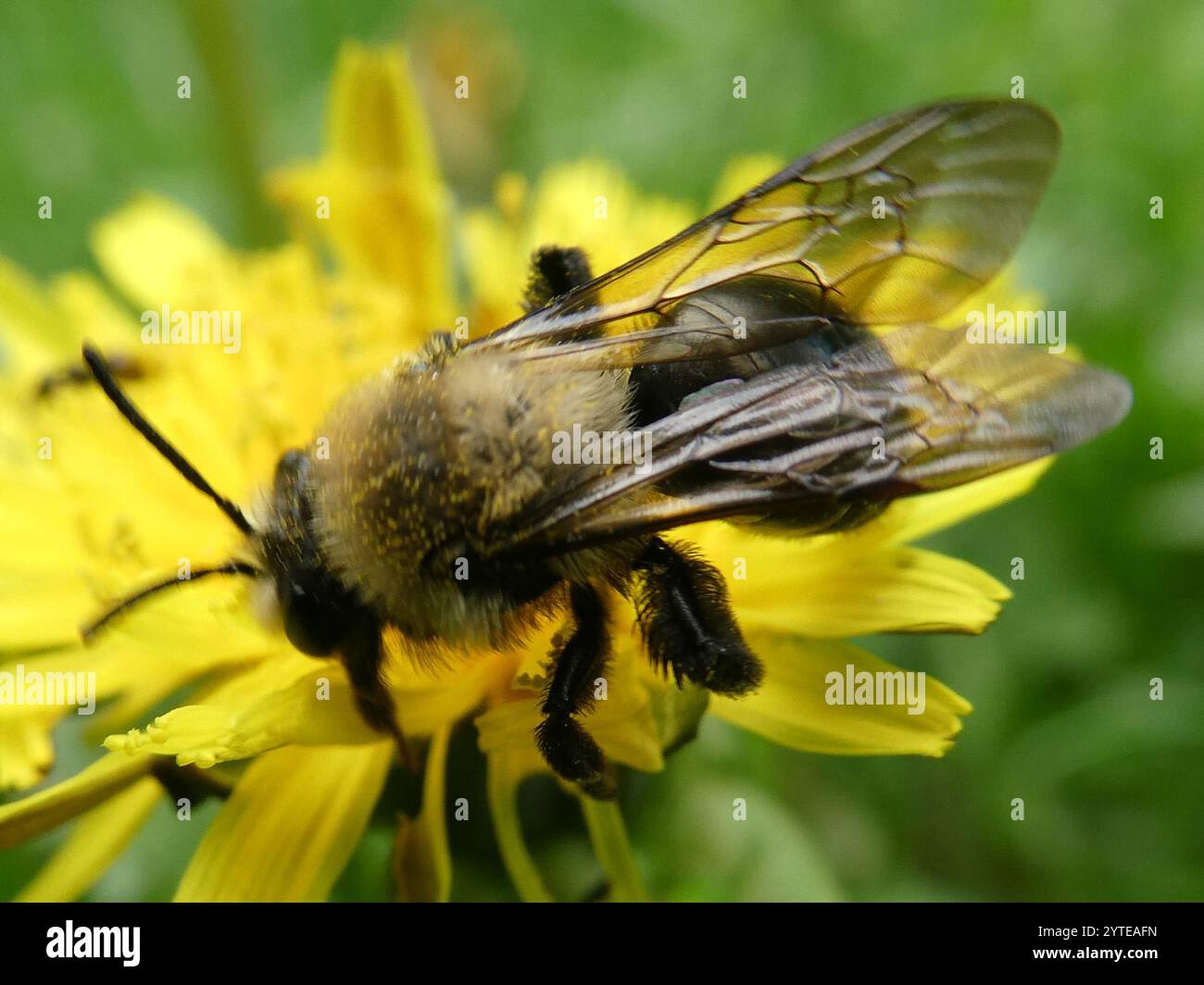 Mining Bees (Andrena Stock Photo - Alamy