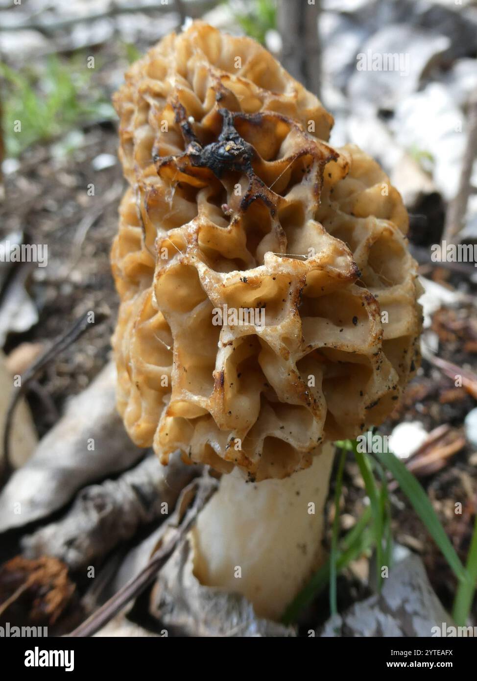 white morel (Morchella americana Stock Photo - Alamy