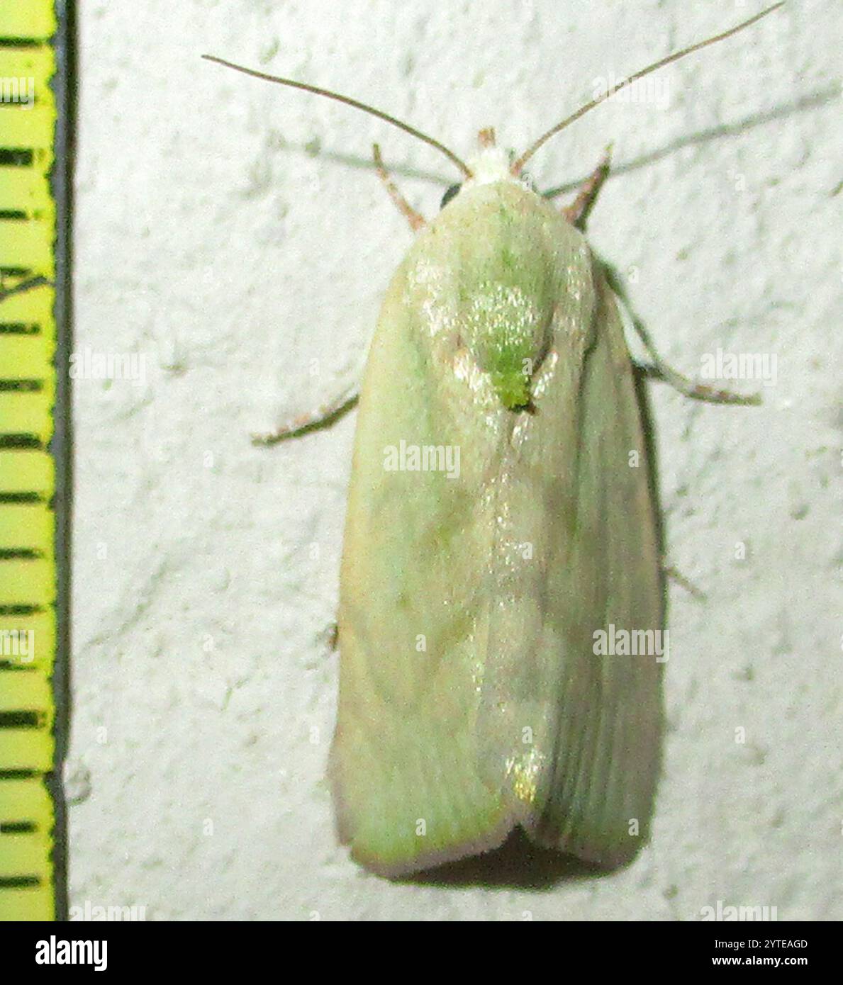 Egyptian bollworm hi-res stock photography and images - Alamy