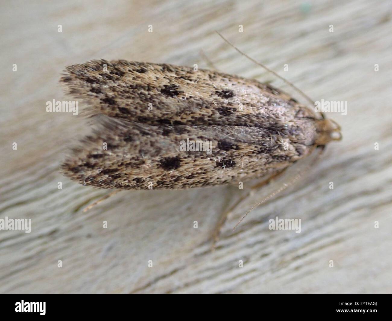 Brown House Moth (Hofmannophila pseudospretella Stock Photo - Alamy