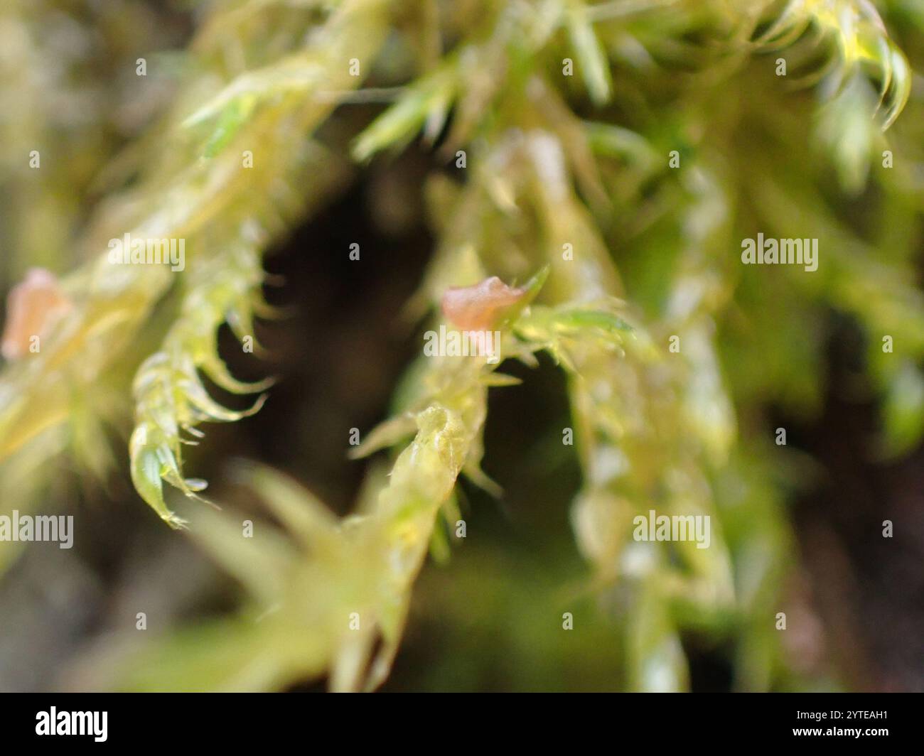 Drepanocladus moss hi-res stock photography and images - Alamy