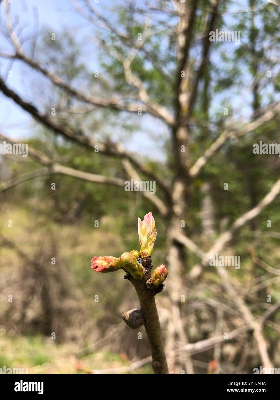 swamp white oak (Quercus bicolor Stock Photo - Alamy