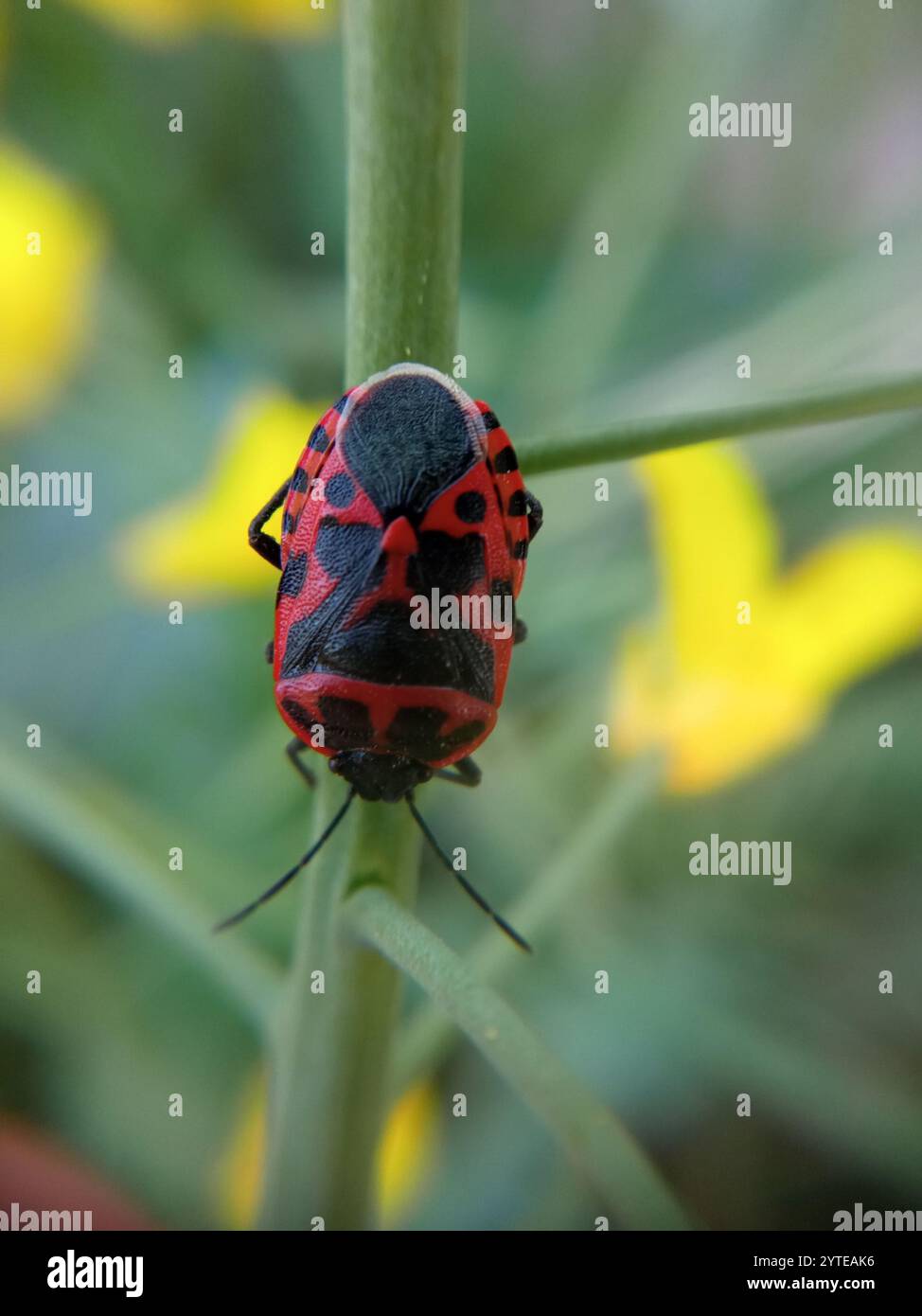 cruciferous bug (Eurydema ventralis Stock Photo - Alamy