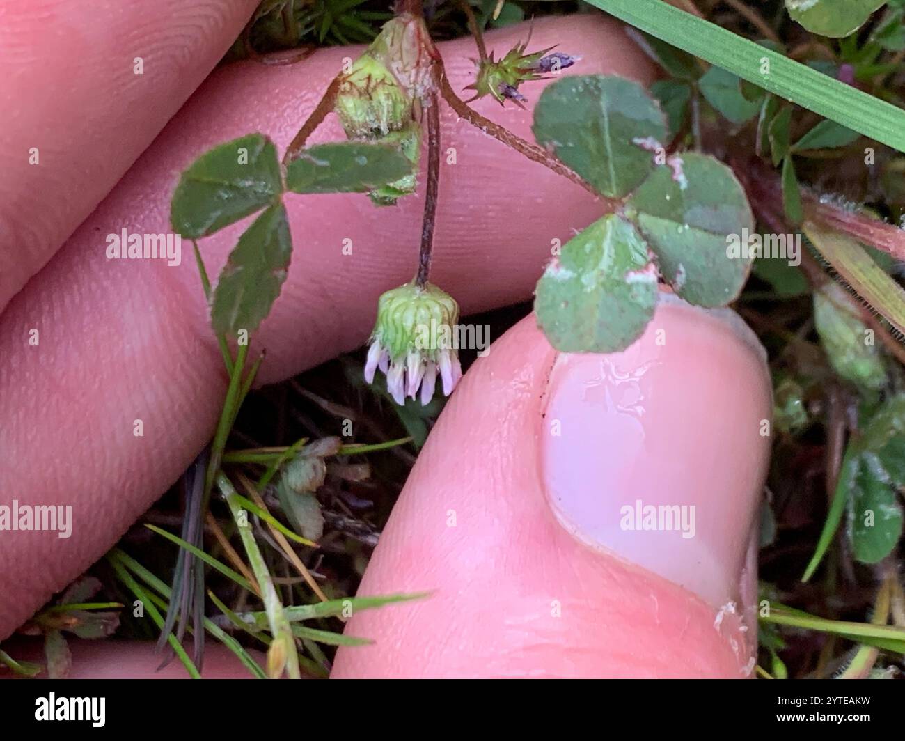 thimble clover (Trifolium microdon Stock Photo - Alamy