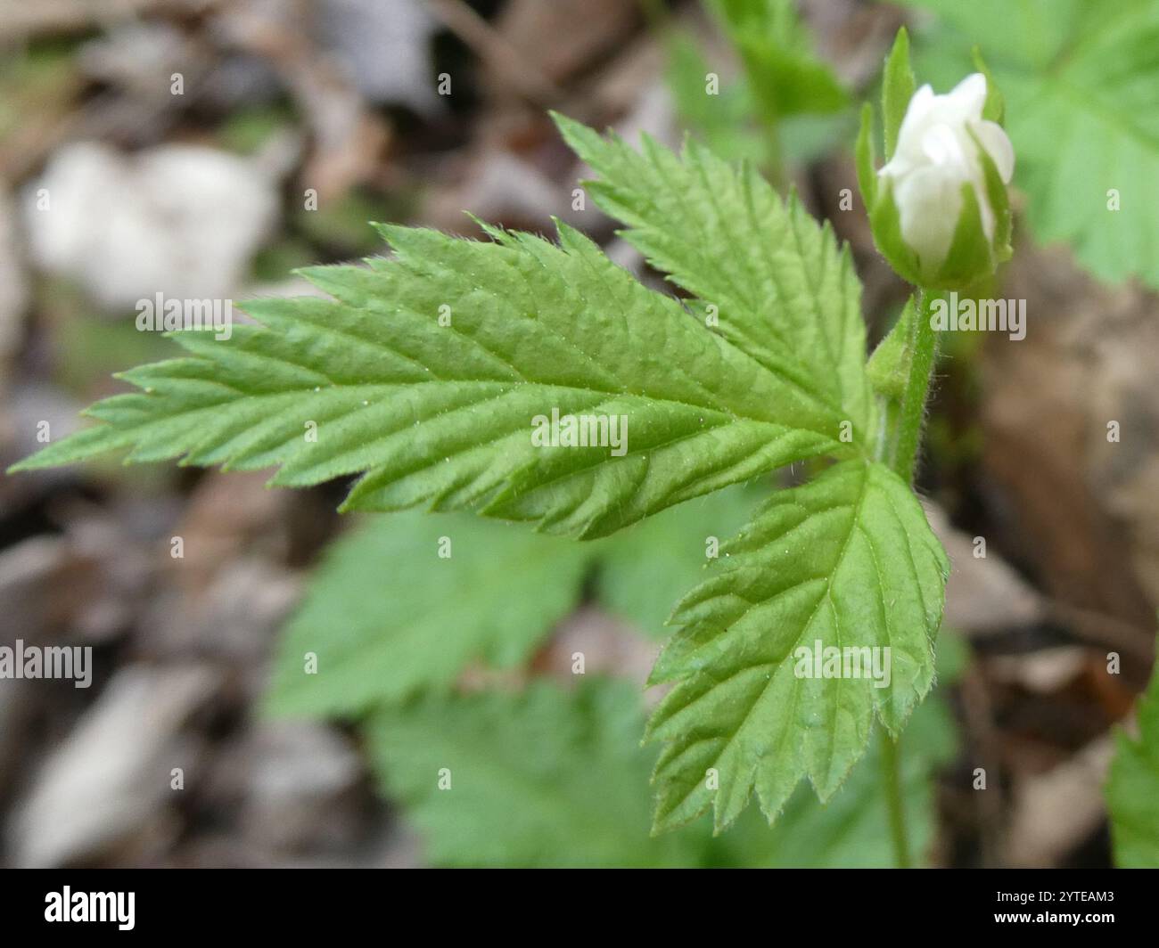 dwarf raspberry (Rubus pubescens Stock Photo - Alamy