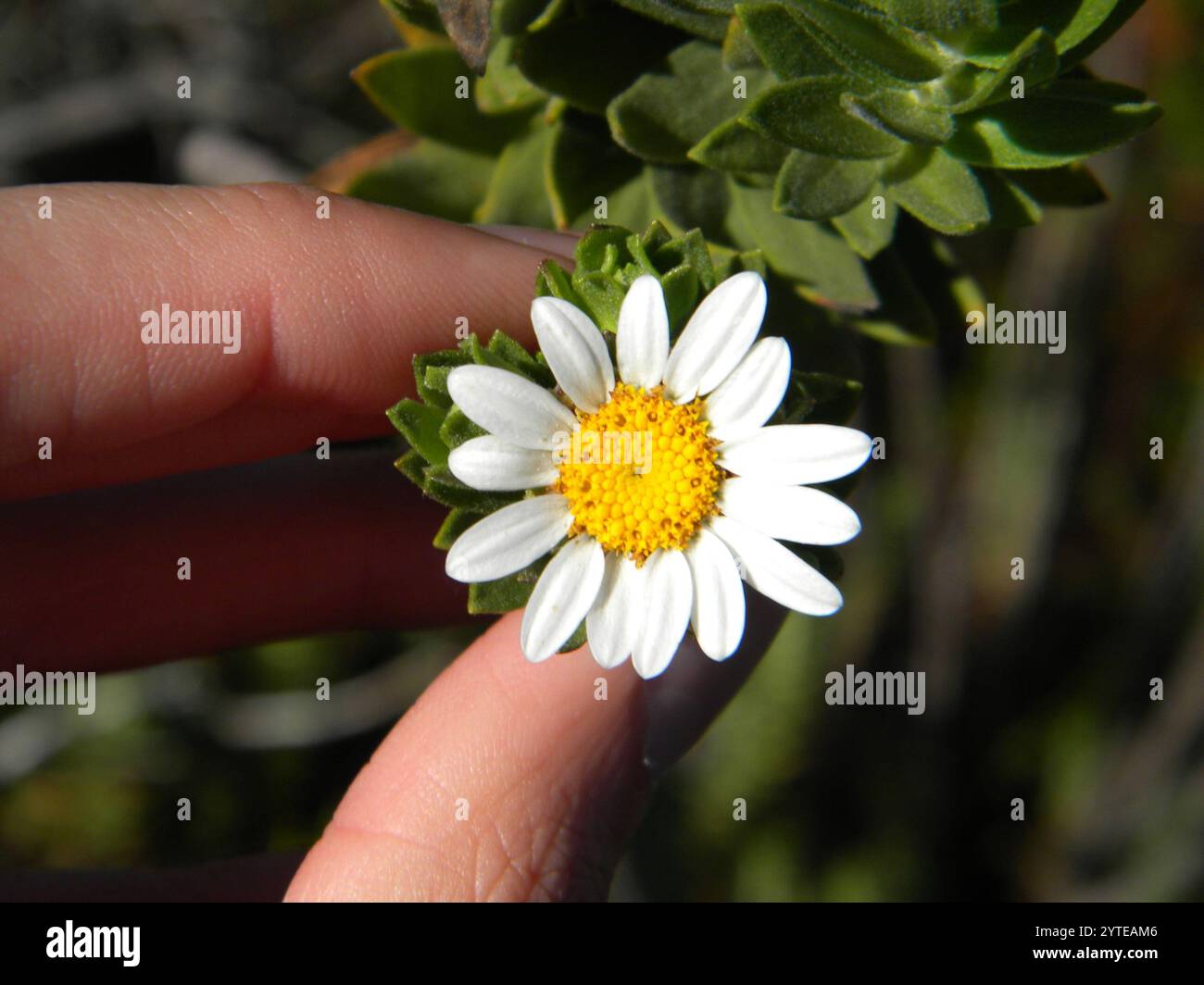 Swamp Daisy (Osmitopsis asteriscoides Stock Photo - Alamy
