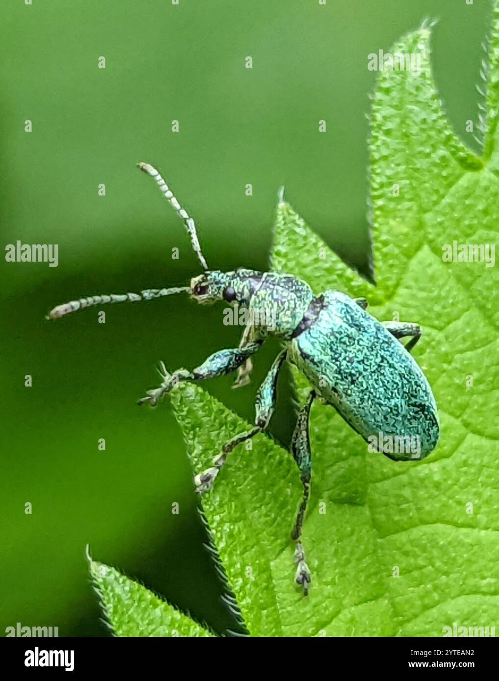 Nettle weevil (Phyllobius pomaceus Stock Photo - Alamy