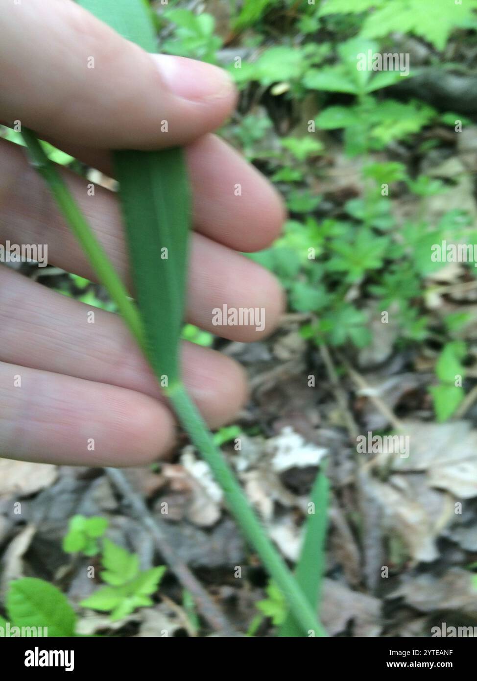 Wood Millet (Milium effusum Stock Photo - Alamy