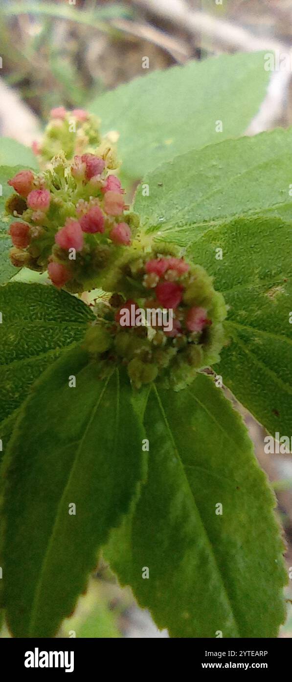 Asthma plant (Euphorbia hirta Stock Photo - Alamy