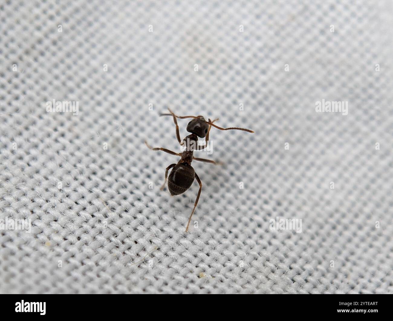 Citronella Ants, Fuzzy Ants, and Allies (Lasius Stock Photo - Alamy