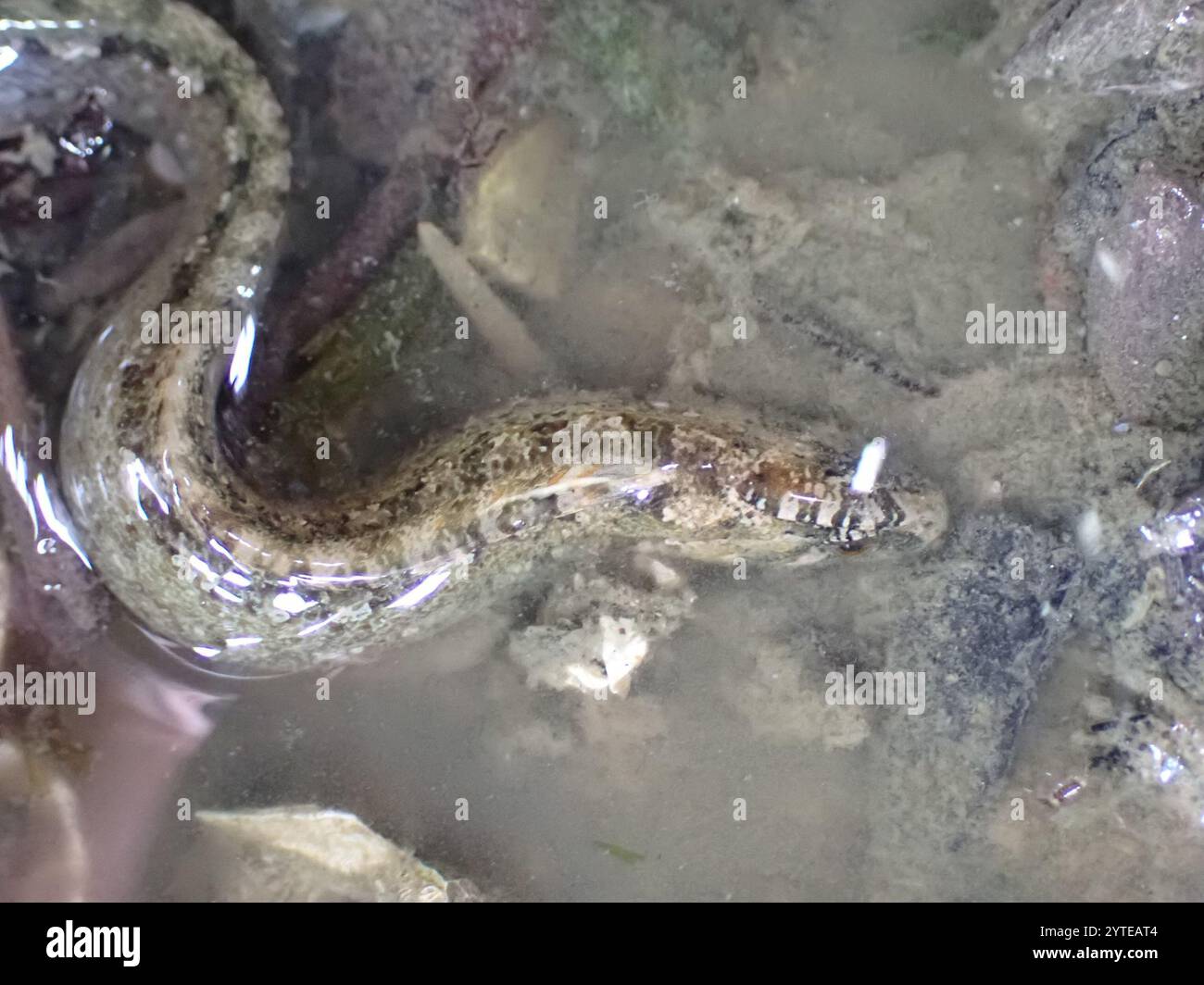 High Cockscomb (Anoplarchus purpurescens Stock Photo - Alamy