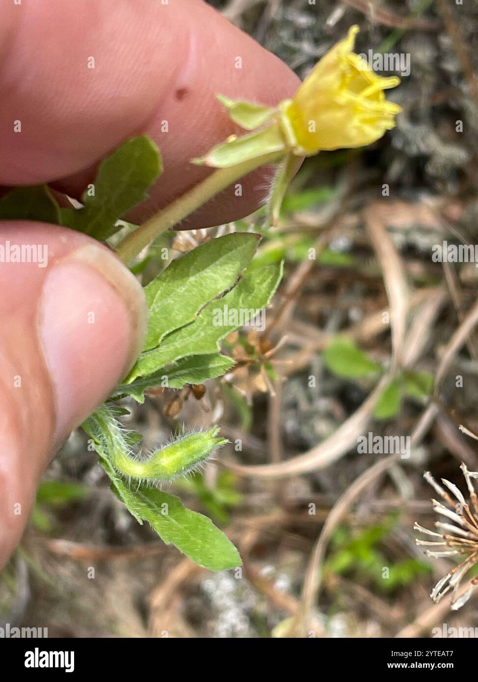 cutleaf evening primrose (Oenothera laciniata Stock Photo - Alamy