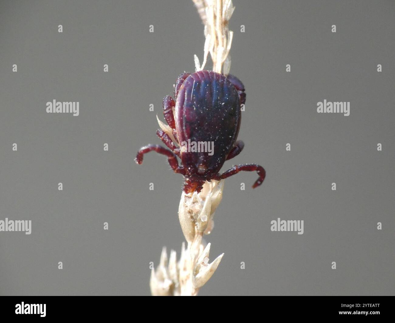 Pepper Ticks (Rhipicephalus Stock Photo - Alamy