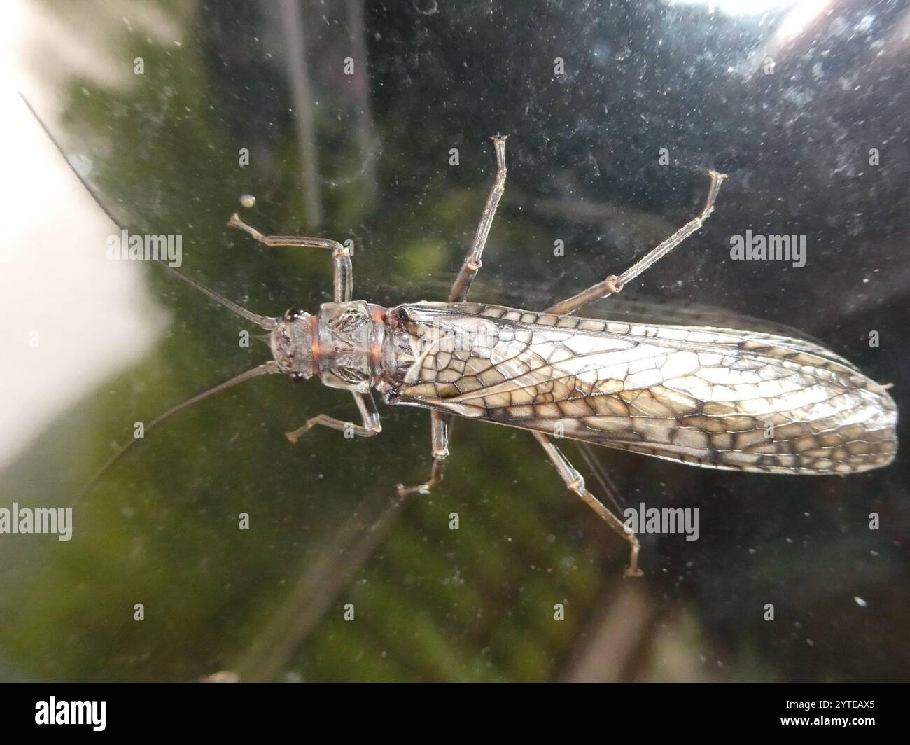 Appalachian Salmonfly (Pteronarcys proteus Stock Photo - Alamy