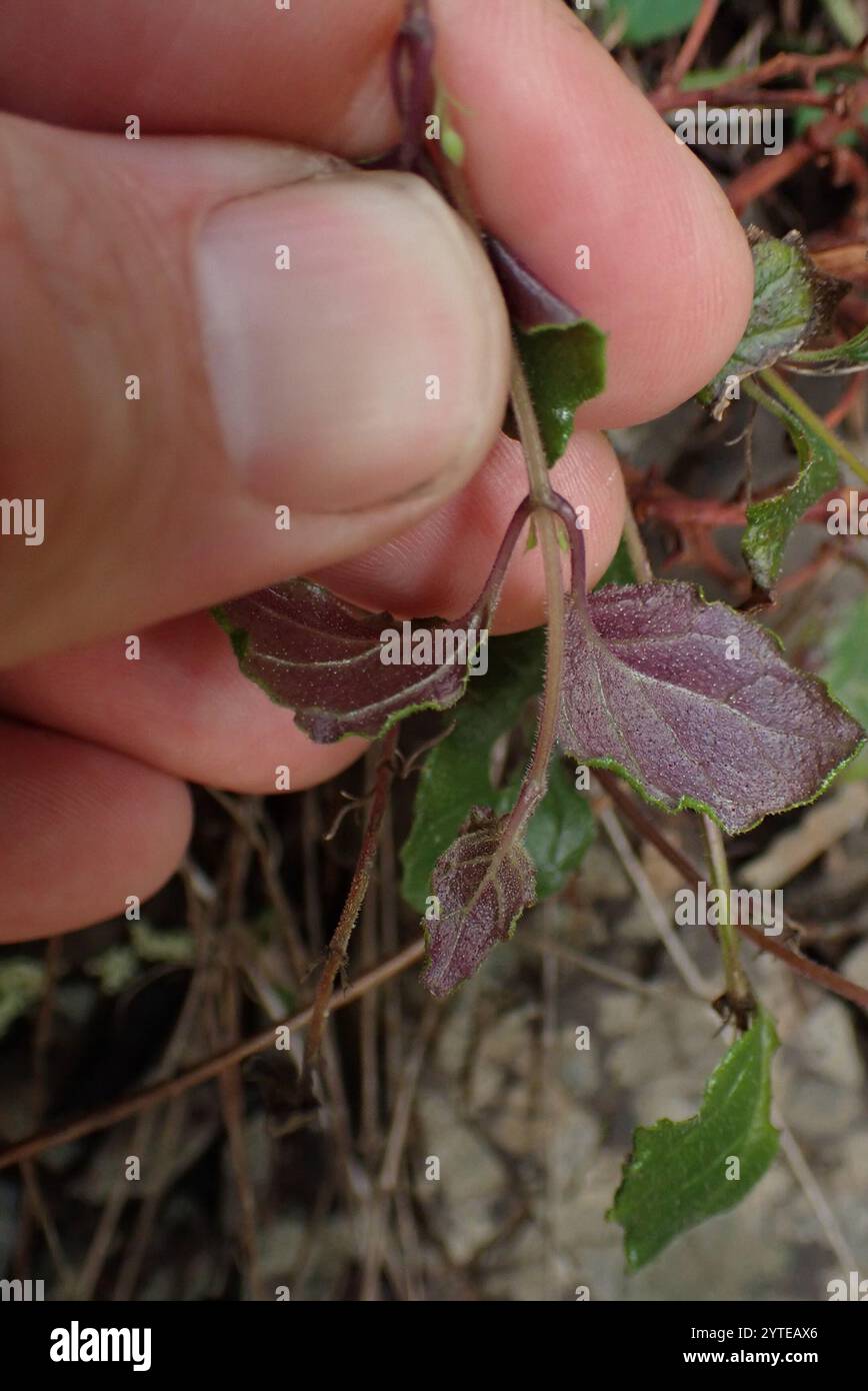 yerba buena (Clinopodium douglasii Stock Photo - Alamy