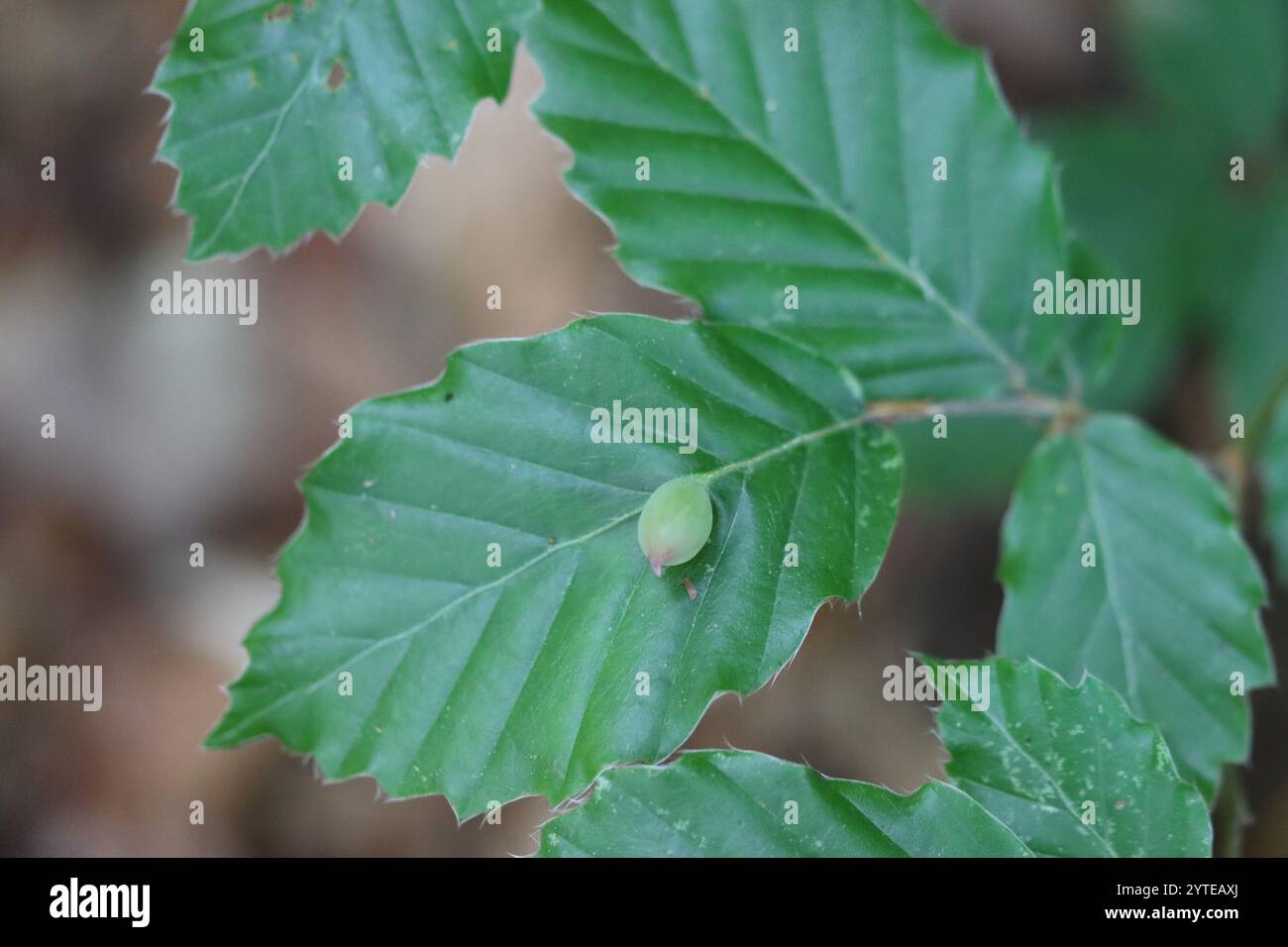 Beech Gall Midge (Mikiola fagi Stock Photo - Alamy
