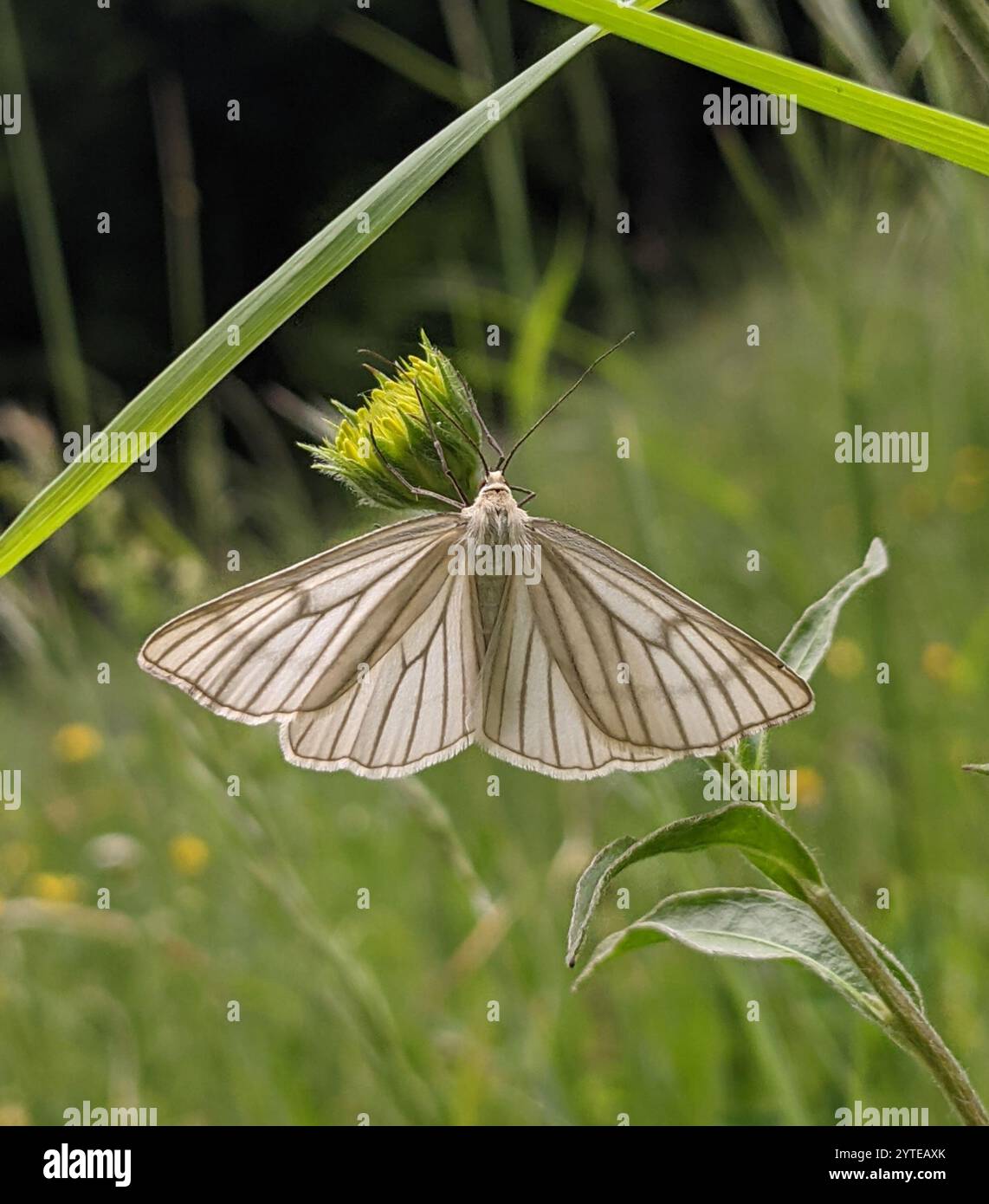 Black-veined Moth (Siona lineata Stock Photo - Alamy