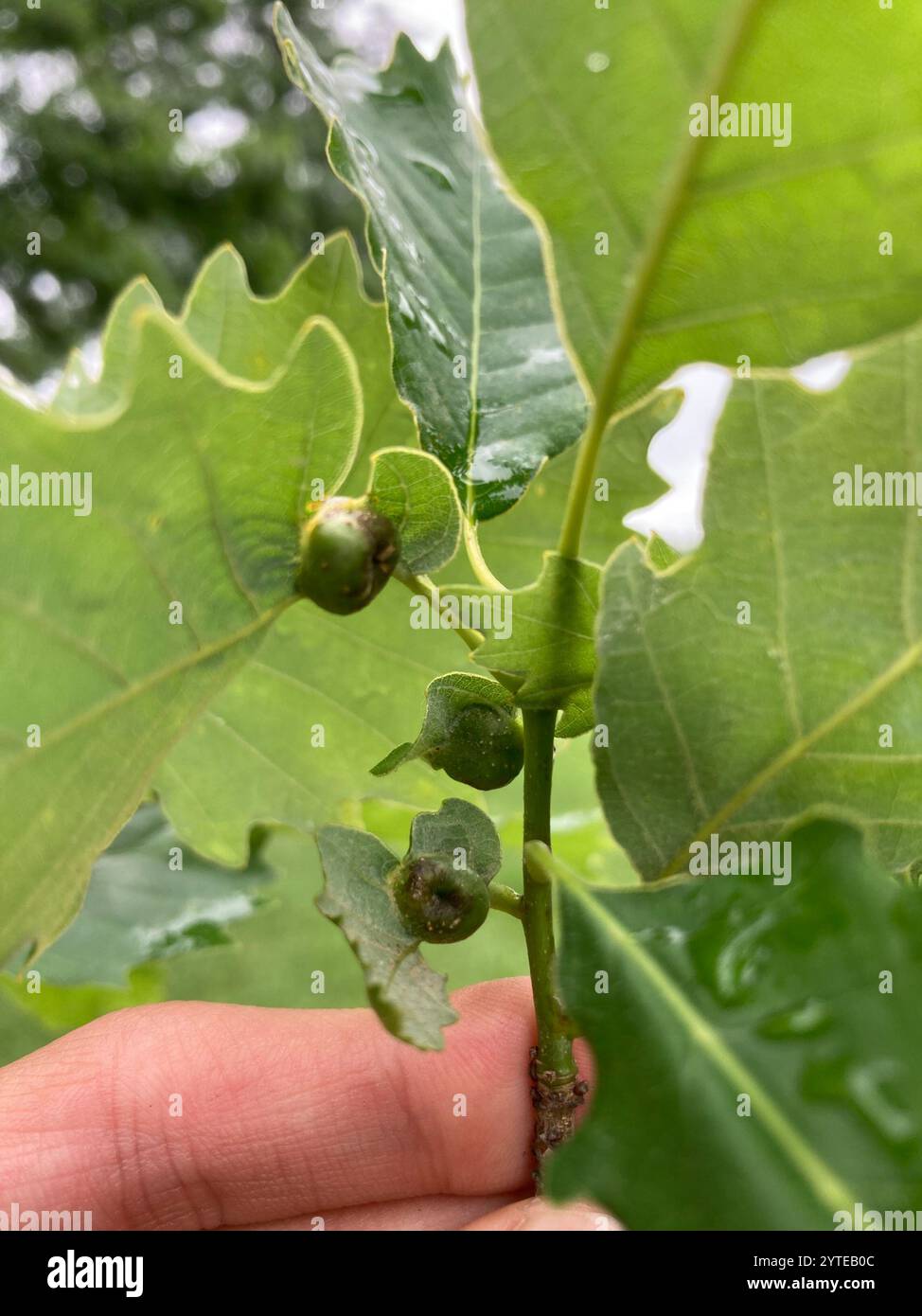 Oak Petiole Gall Wasp (Andricus quercuspetiolicola Stock Photo - Alamy
