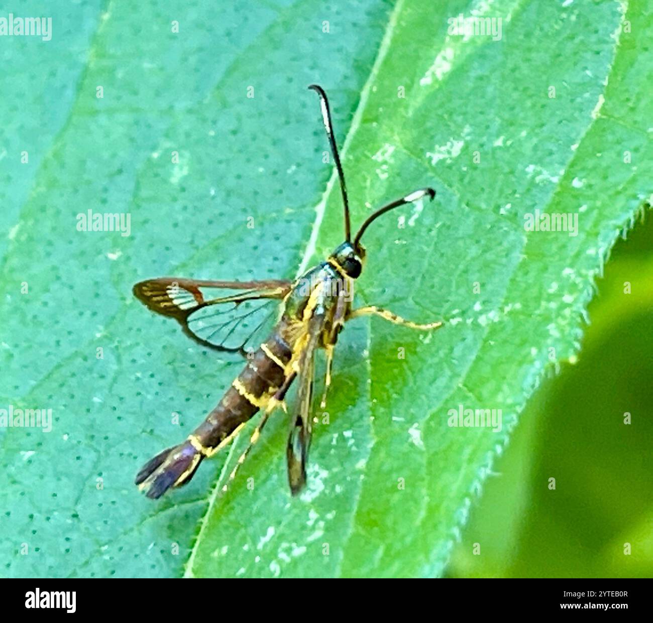 Ironweed Clearwing Moth (Carmenta bassiformis Stock Photo - Alamy