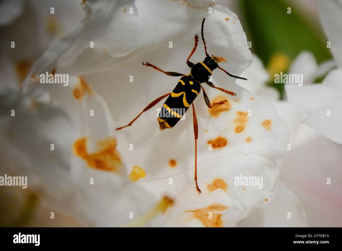 Wasp Beetle (Clytus arietis Stock Photo - Alamy