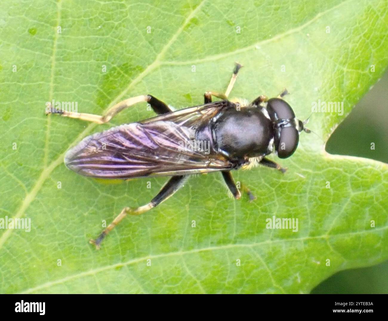 Golden-tailed Leafwalker (Xylota sylvarum Stock Photo - Alamy