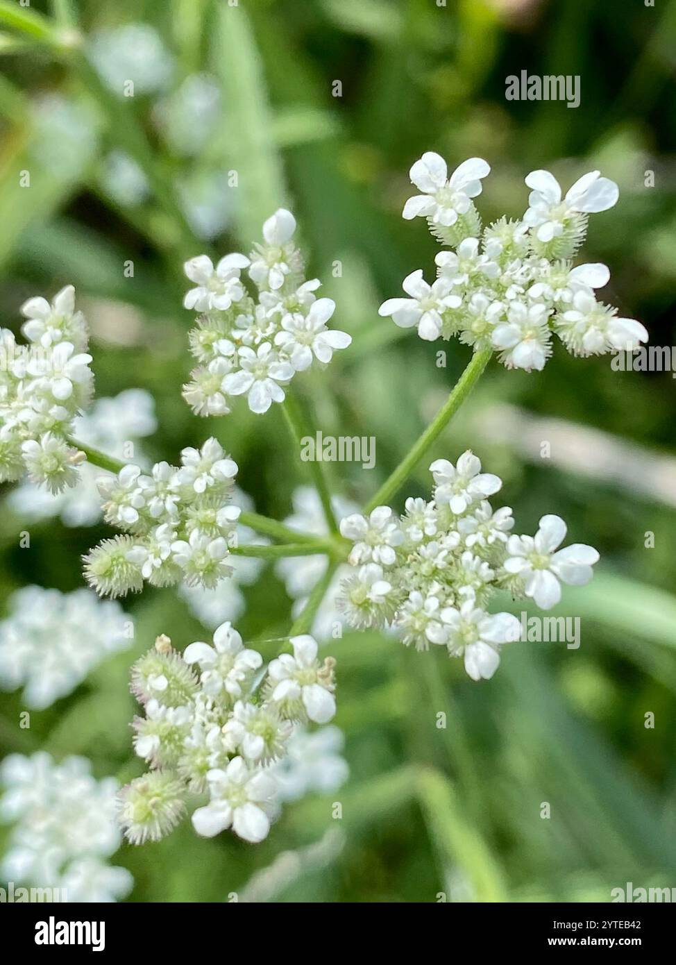 common hedge parsley (Torilis arvensis Stock Photo - Alamy