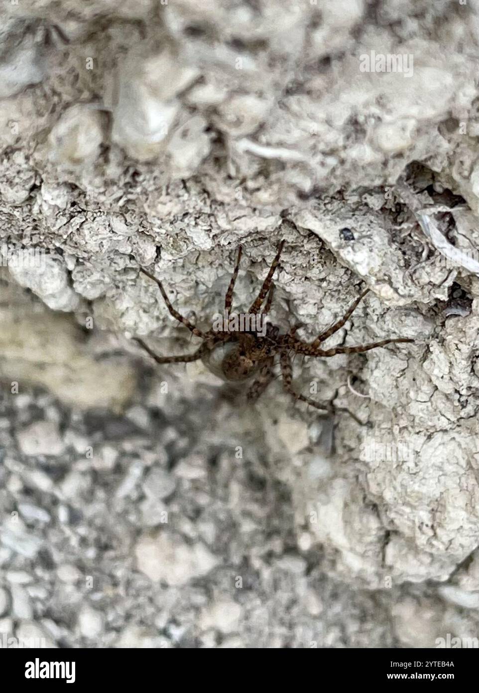 Thin-legged Wolf Spiders (Pardosa Stock Photo - Alamy