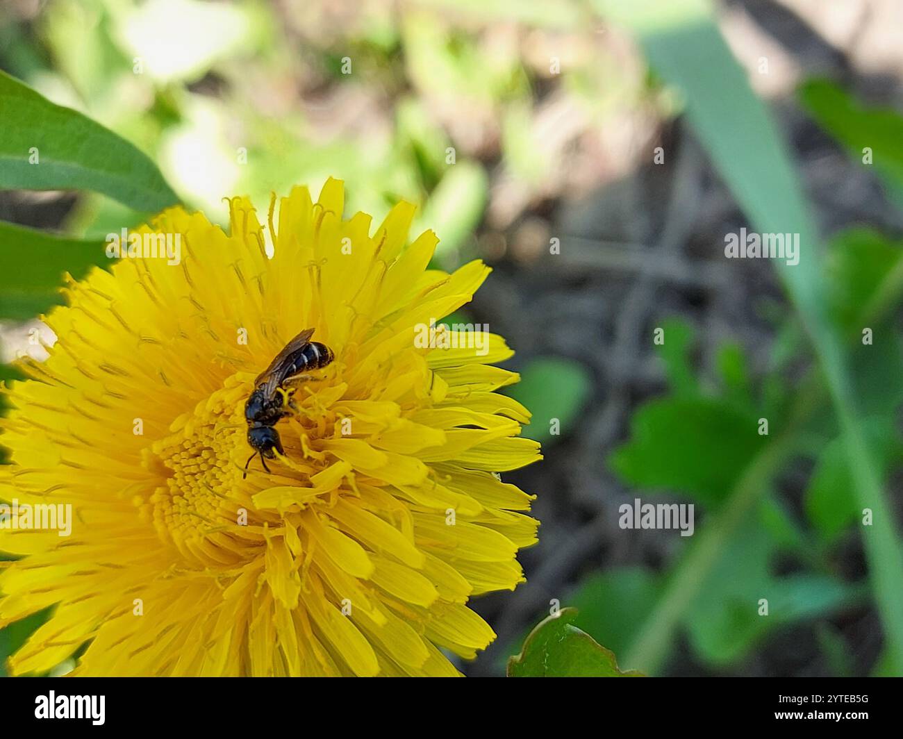 Box-headed Furrow Bee (Halictus maculatus Stock Photo - Alamy
