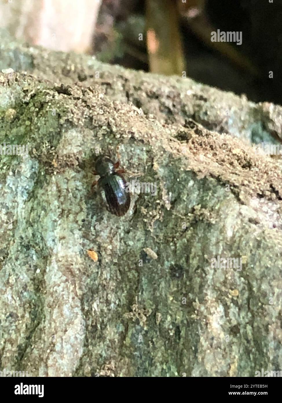 Hairy Spider Weevil (Barypeithes pellucidus Stock Photo - Alamy