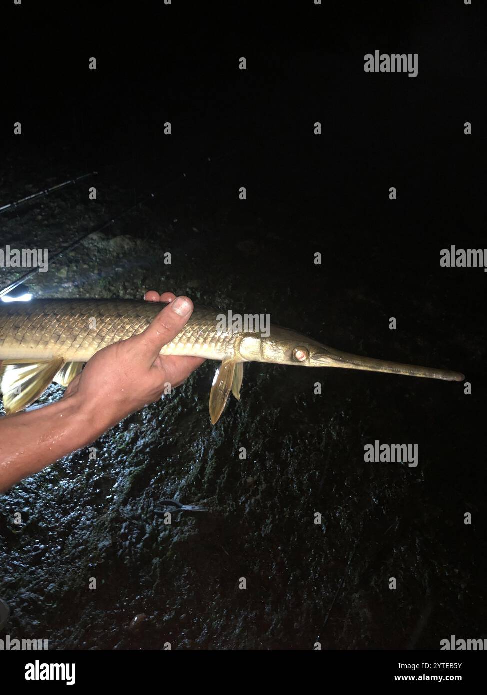 Longnose Gar (Lepisosteus osseus Stock Photo - Alamy