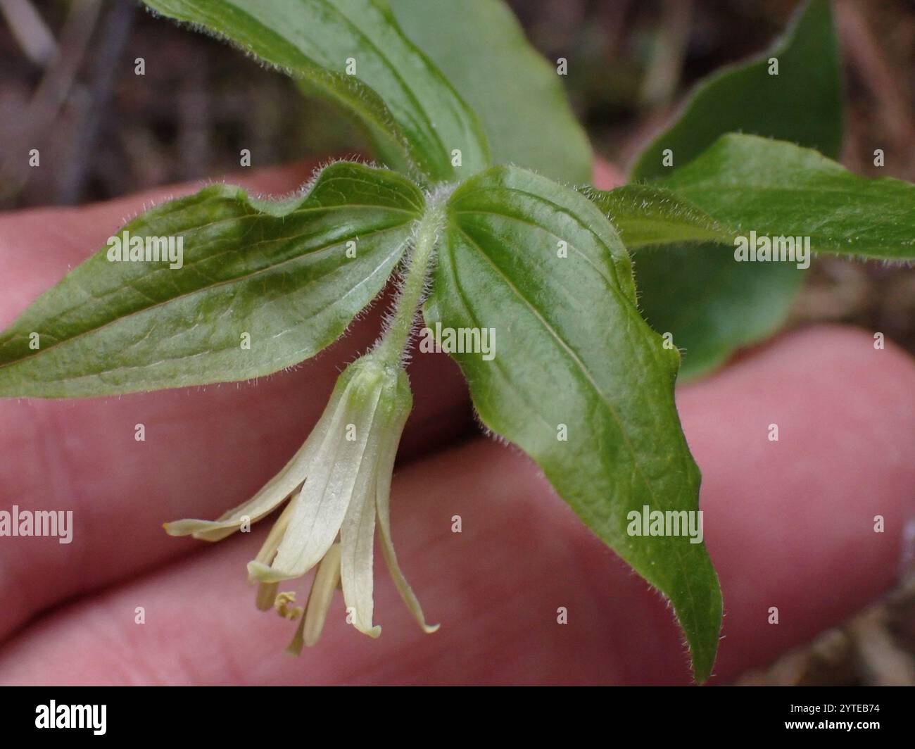 rough-fruited fairybells (Prosartes trachycarpa Stock Photo - Alamy