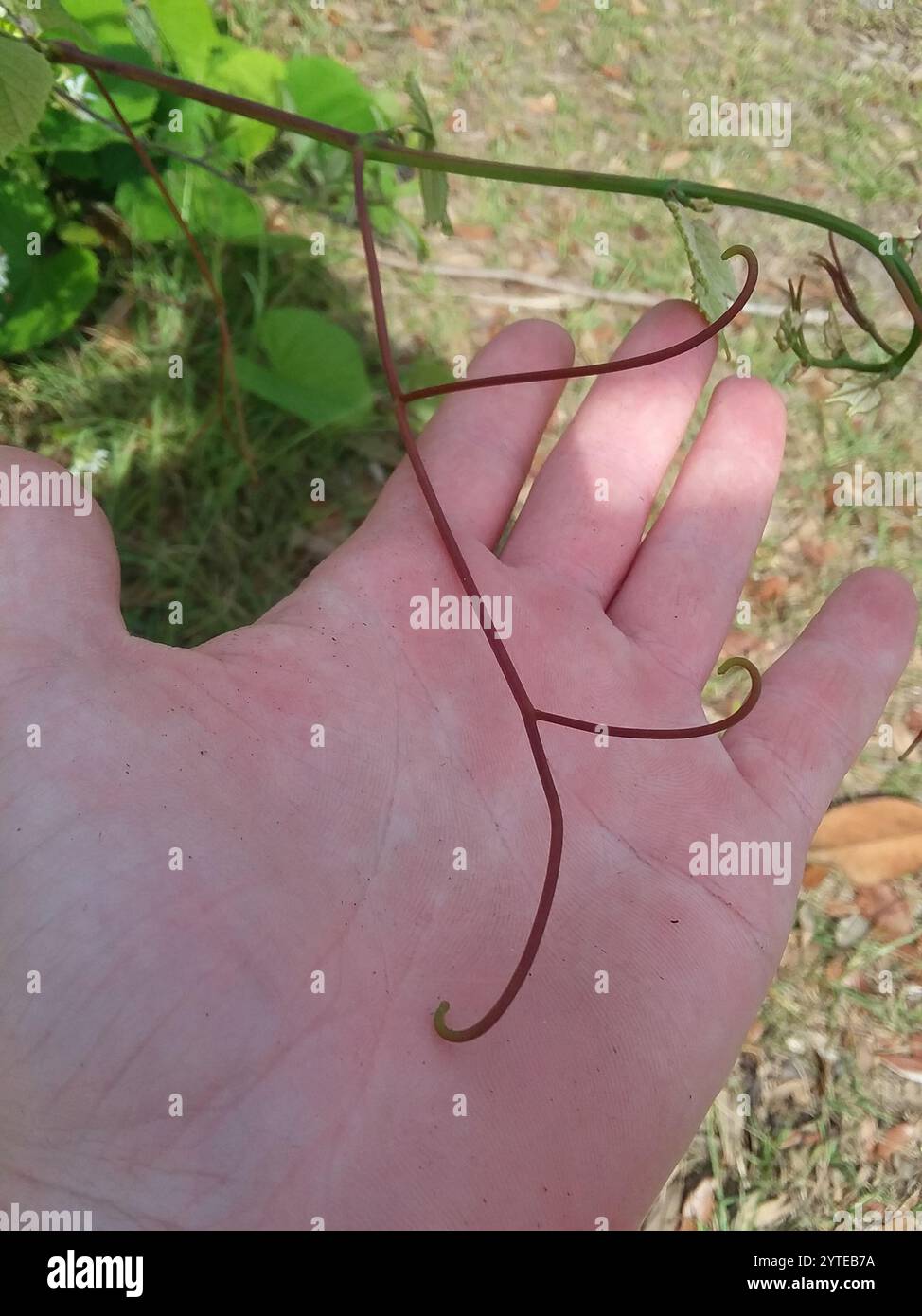 graybark grape (Vitis cinerea Stock Photo - Alamy