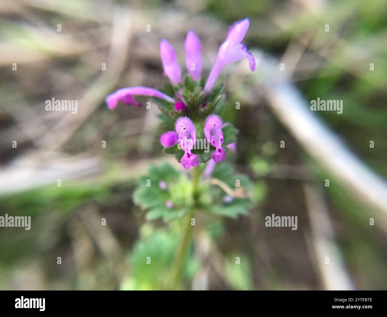 henbit deadnettle (Lamium amplexicaule Stock Photo - Alamy