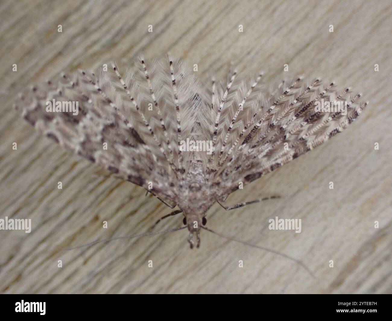 Twenty-plume Moth (Alucita hexadactyla Stock Photo - Alamy
