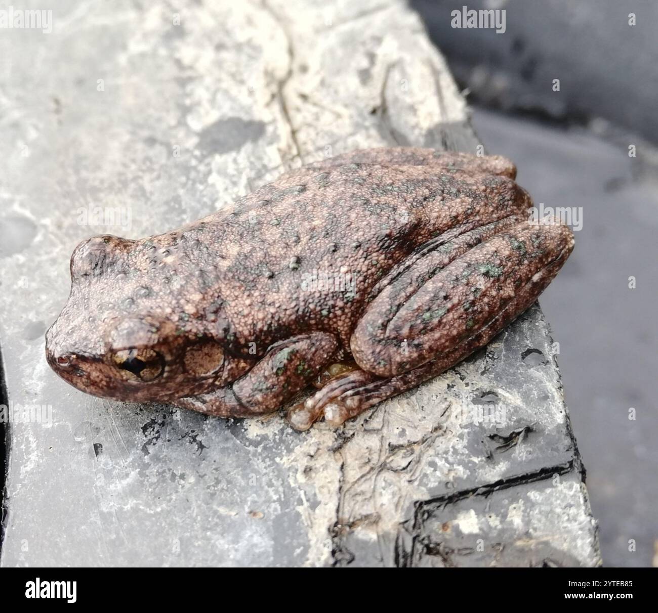 Peron's Tree Frog (Litoria peronii Stock Photo - Alamy