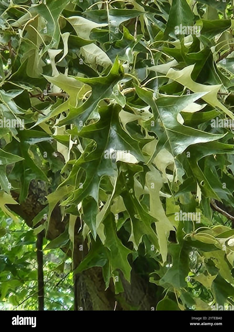 cherrybark oak (Quercus pagoda Stock Photo - Alamy