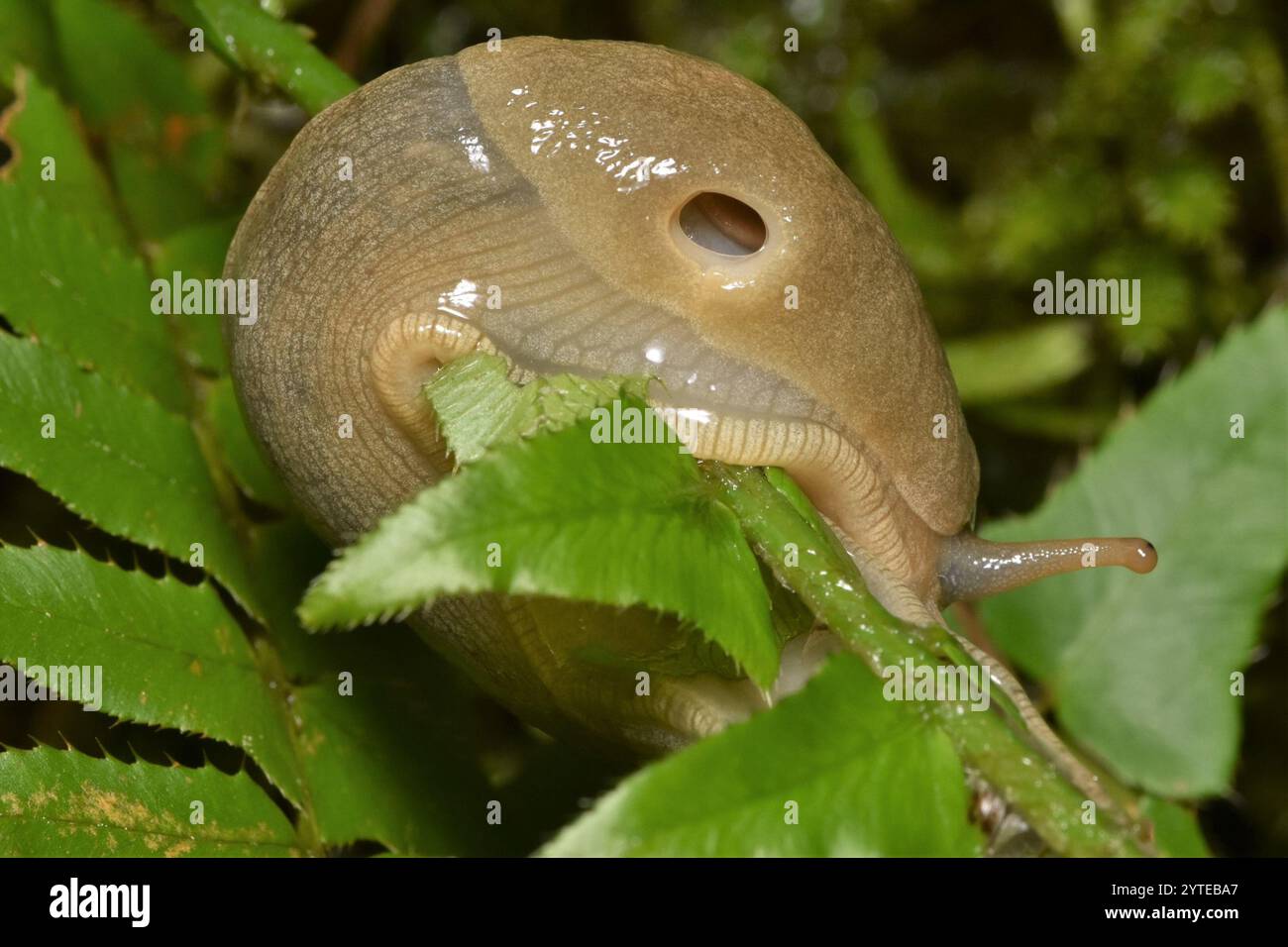 Pacific Banana Slug (Ariolimax columbianus Stock Photo - Alamy
