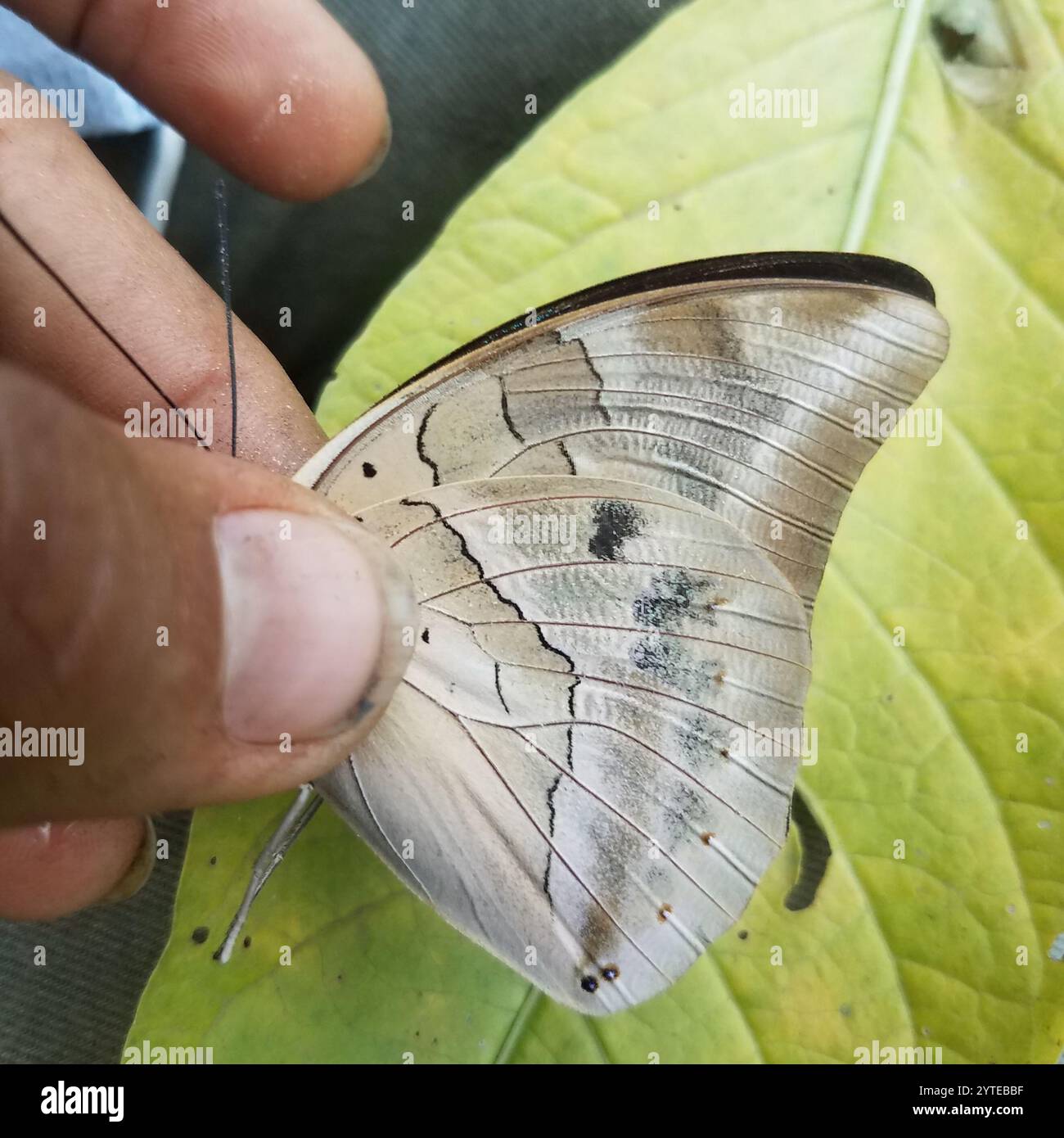 One-spotted Prepona (Archaeoprepona demophon Stock Photo - Alamy