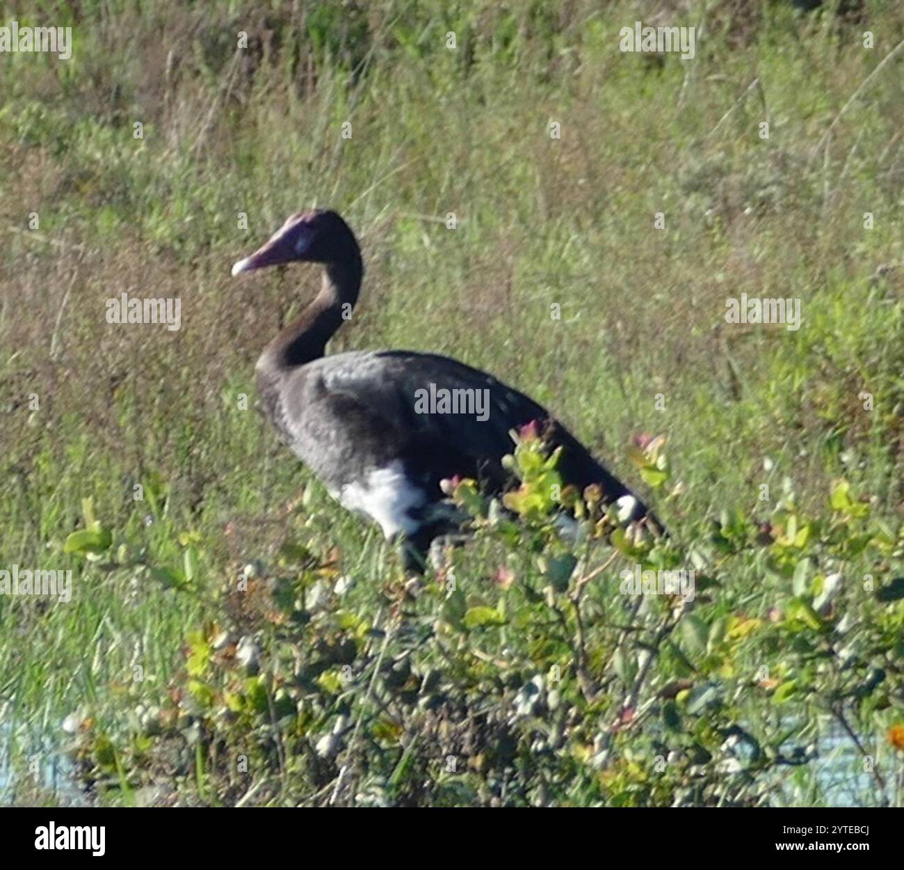 Spur-winged Goose (Plectropterus gambensis Stock Photo - Alamy