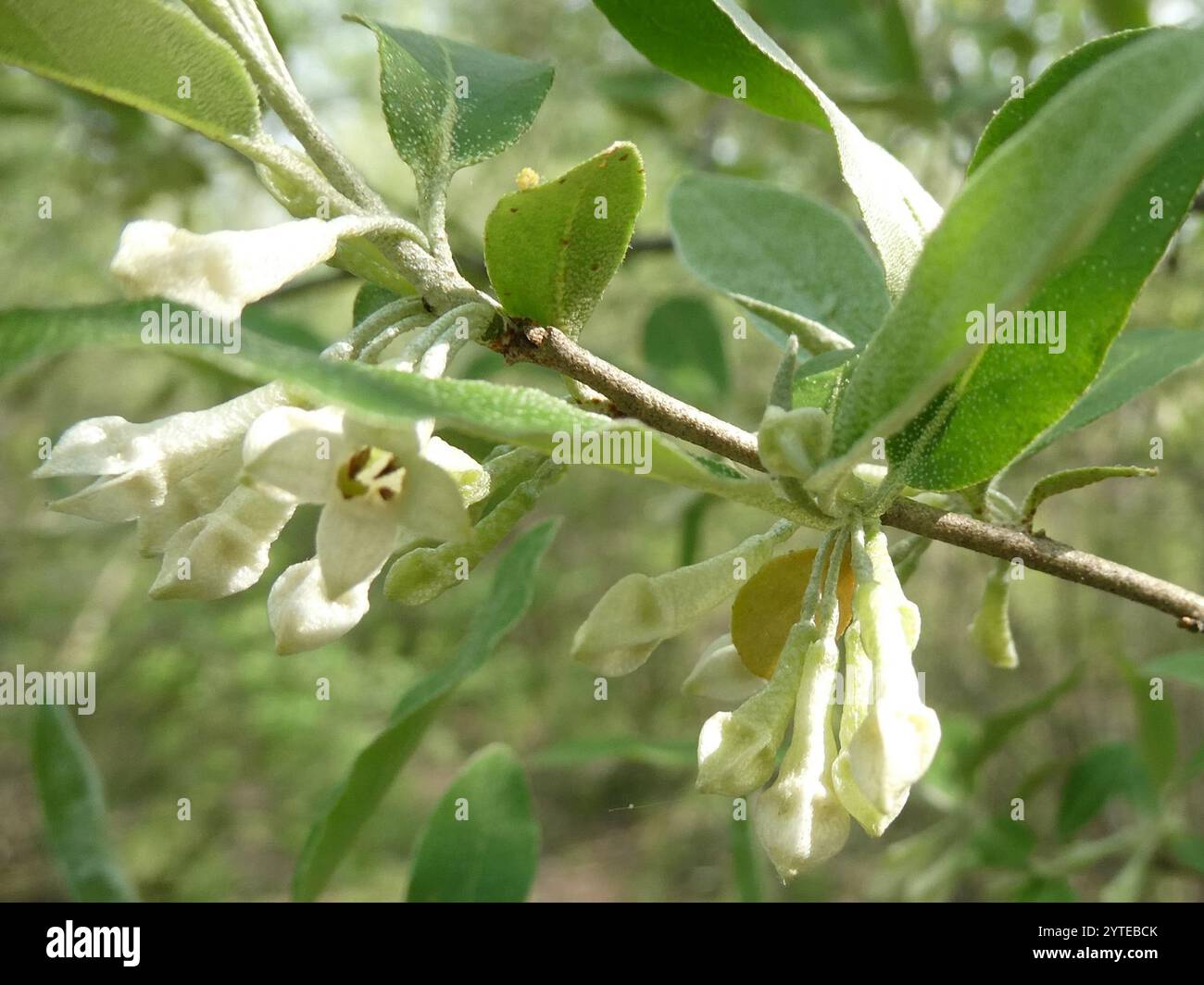 autumn olive (Elaeagnus umbellata Stock Photo - Alamy