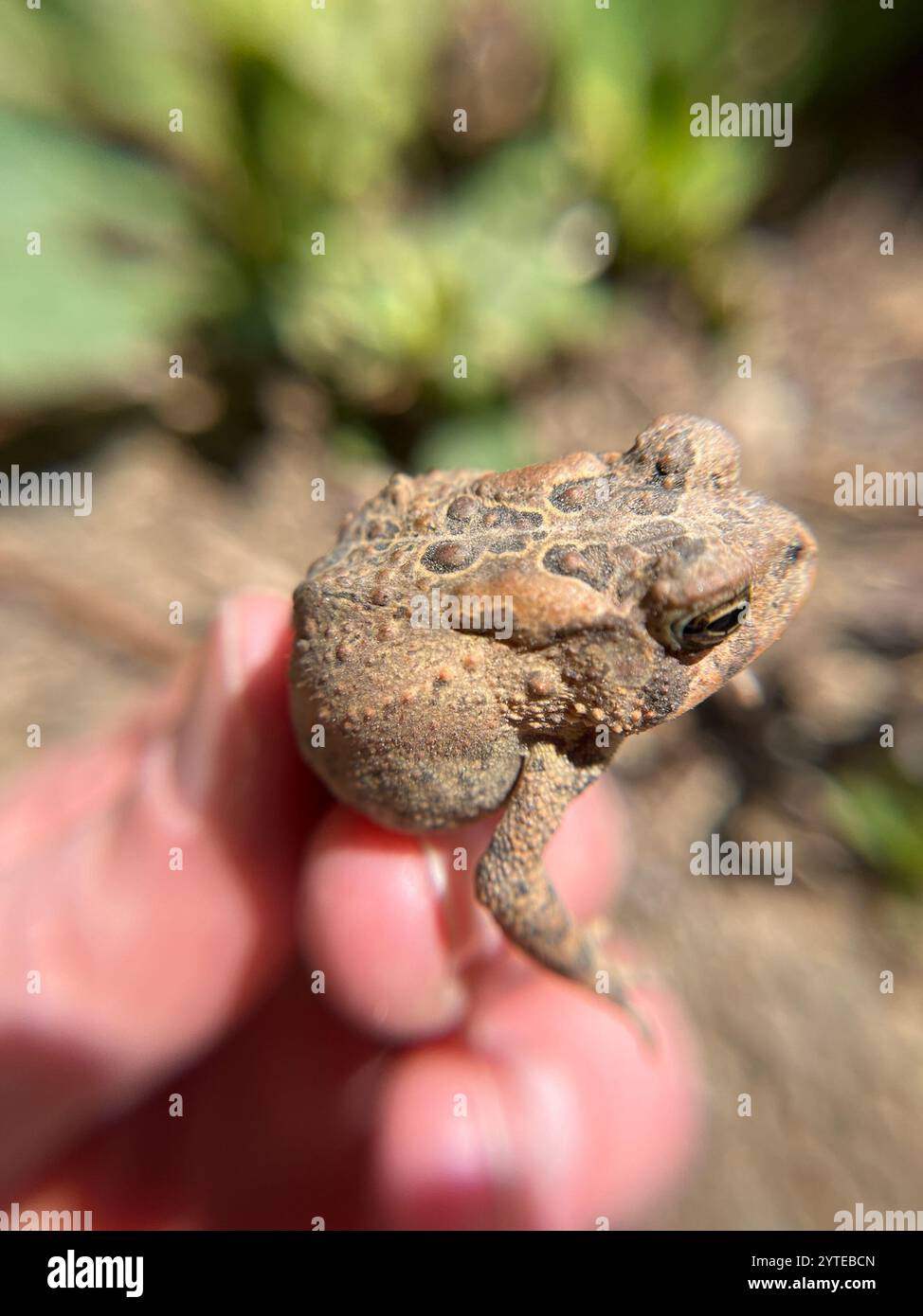 American Toad (Anaxyrus americanus Stock Photo - Alamy