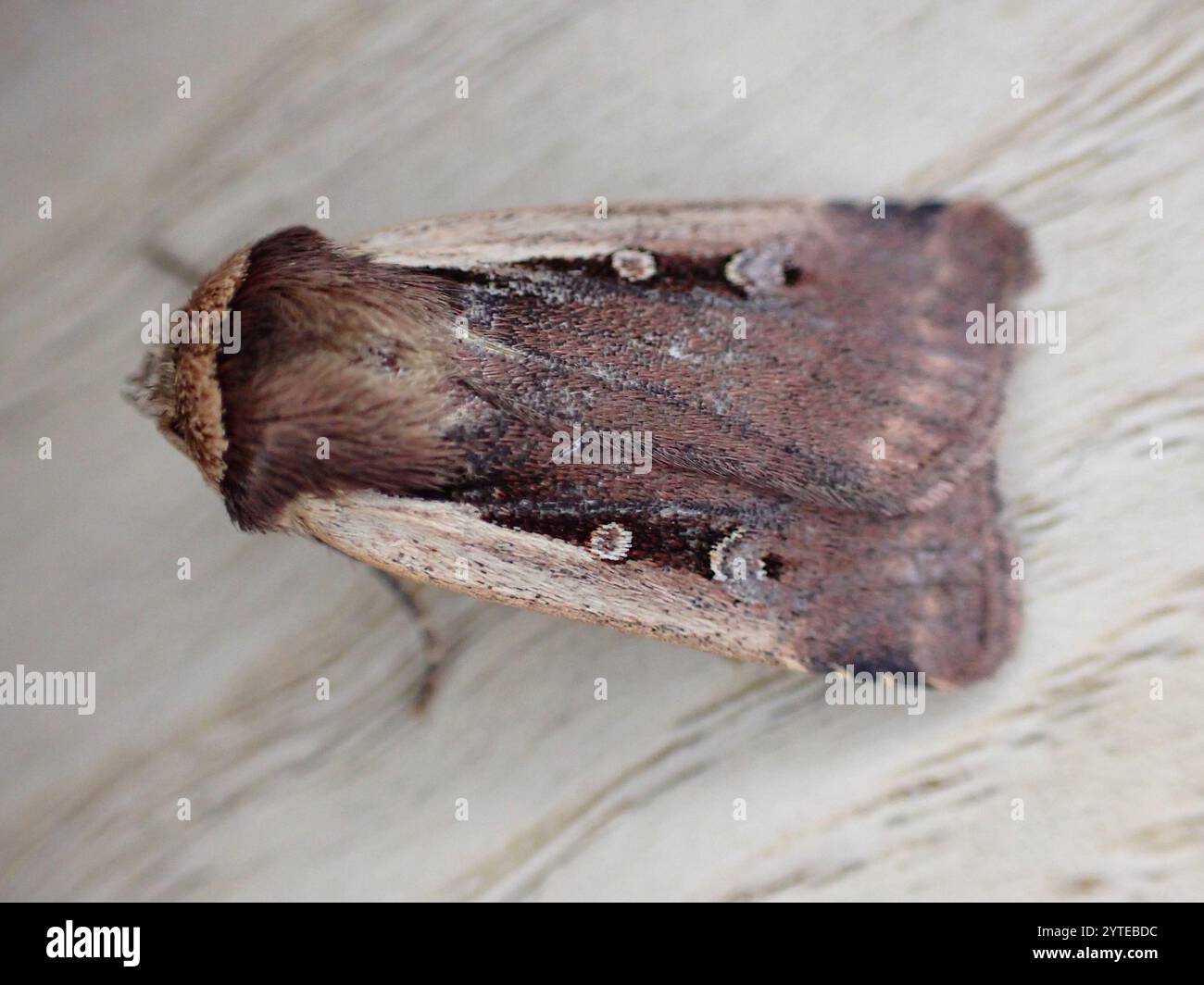 Flame Shoulder Moth (Ochropleura plecta Stock Photo - Alamy